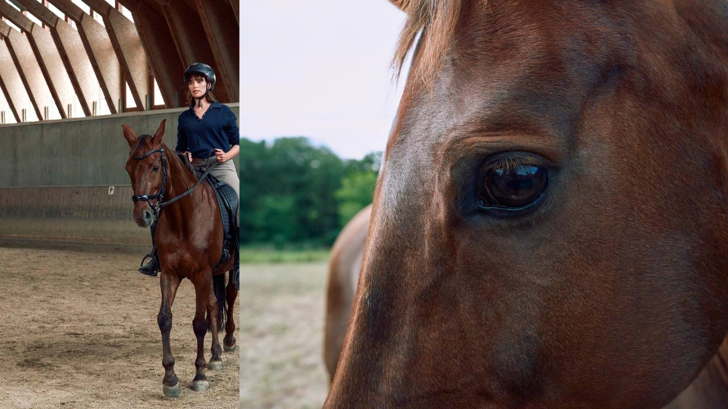 Horse lameness 5 key things every horse owner should know | Boehringer Ingelheim